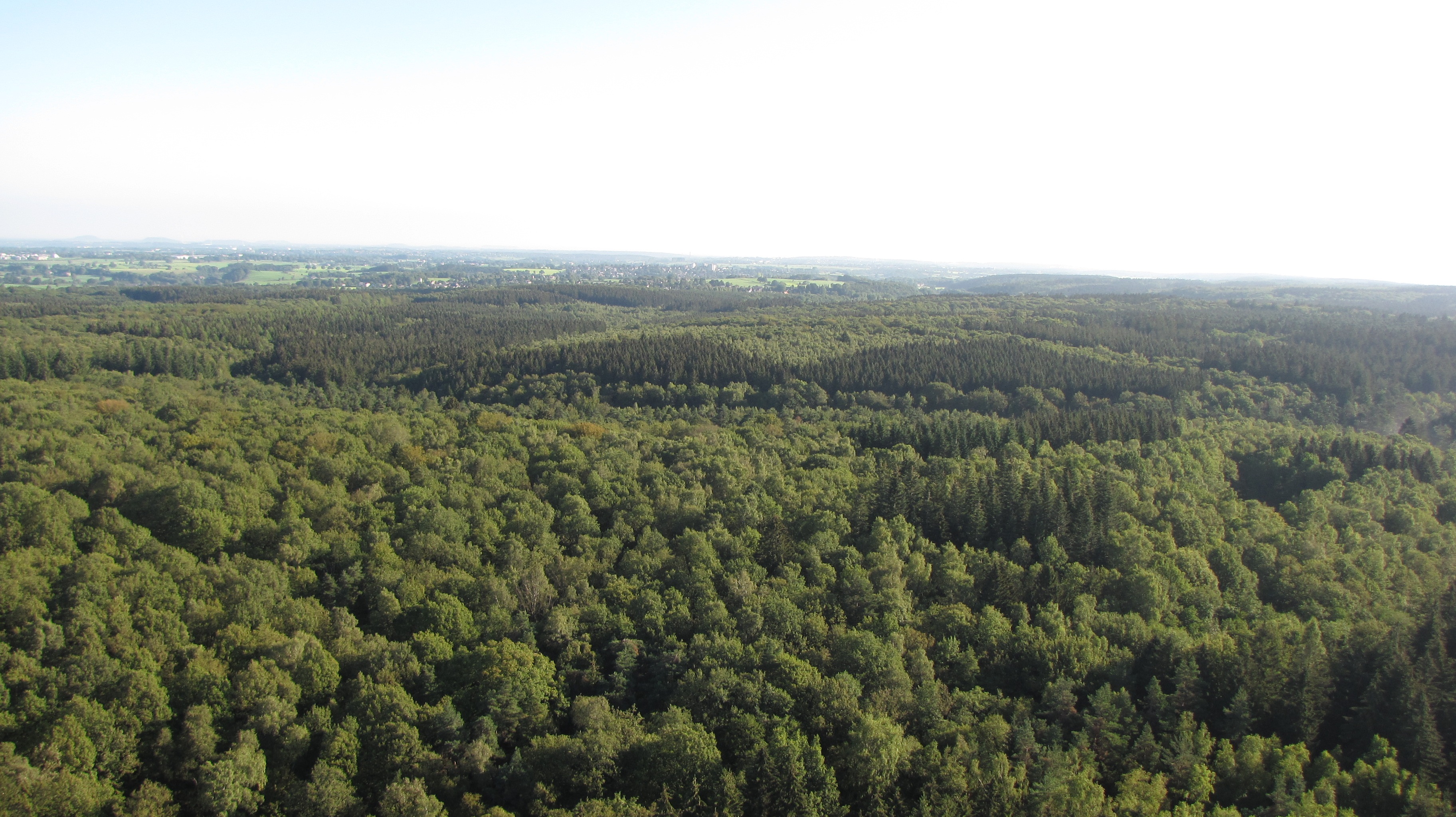 La forêt de l’Hertogenwald – Office du Tourisme de Jalhay Sart