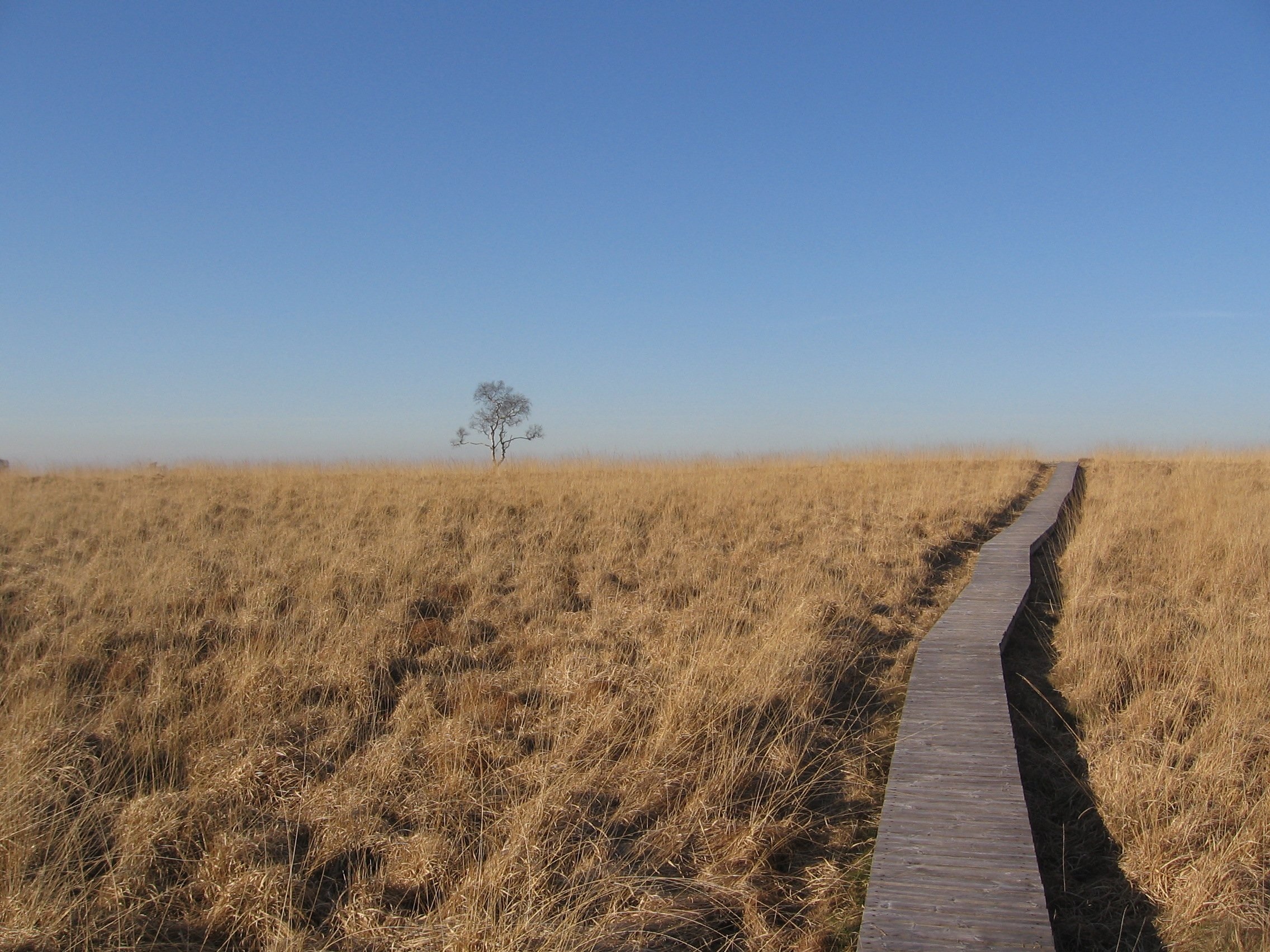 hautes fagnes jalhay
